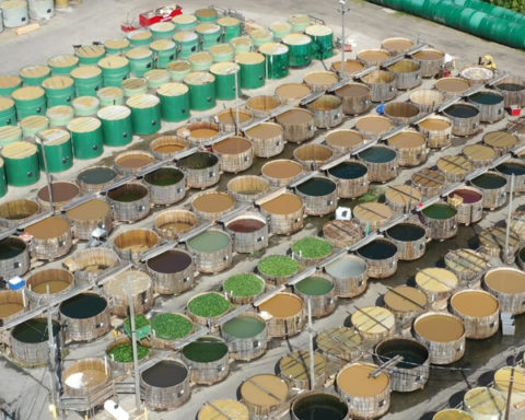 How a Pickle Becomes a Pickle Slice - Hausbeck